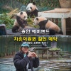 용인 에버랜드 자유이용권 할인 판다월드 오픈런 푸바오 종일권 눈썰매 네이버 블로그